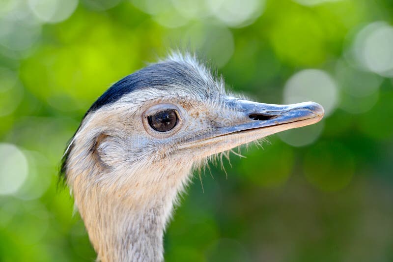 Curious ostrich portrait stock photo. Image of african - 19827934