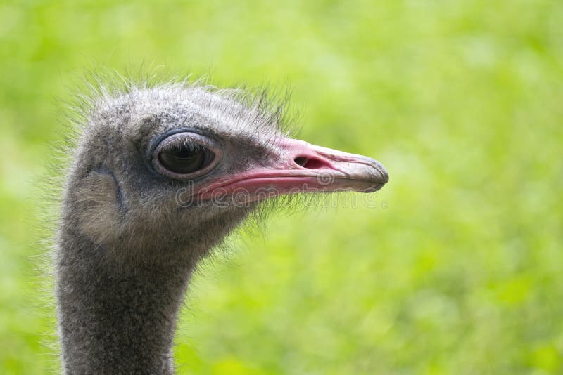 Curious ostrich portrait stock image. Image of animal - 26445845