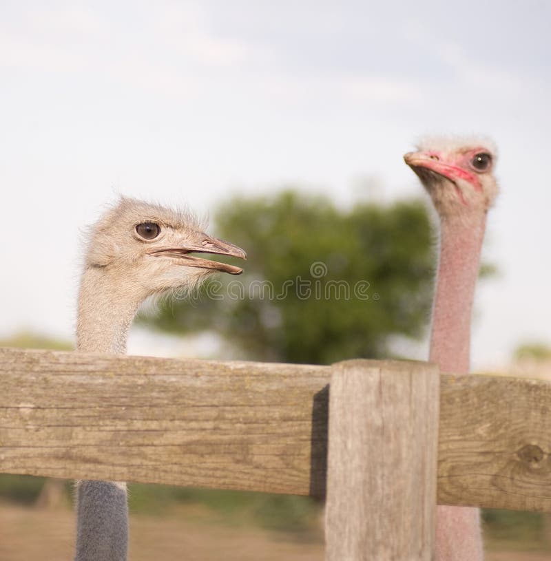 Curious ostrich portrait stock image. Image of animal - 26445845