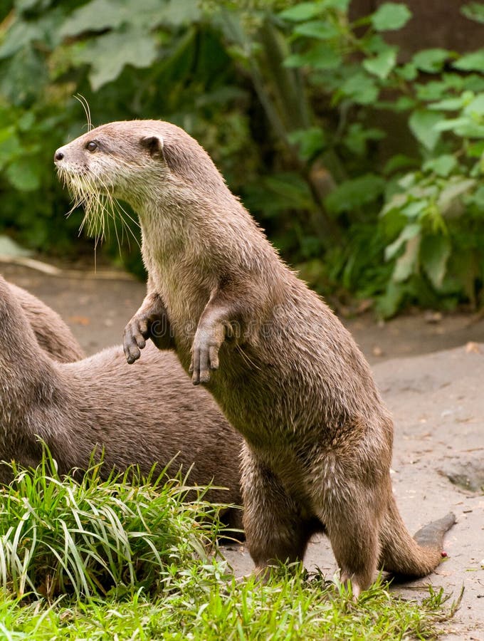 723 Otter Standing Photos - Free & Royalty-Free Stock Photos from ...