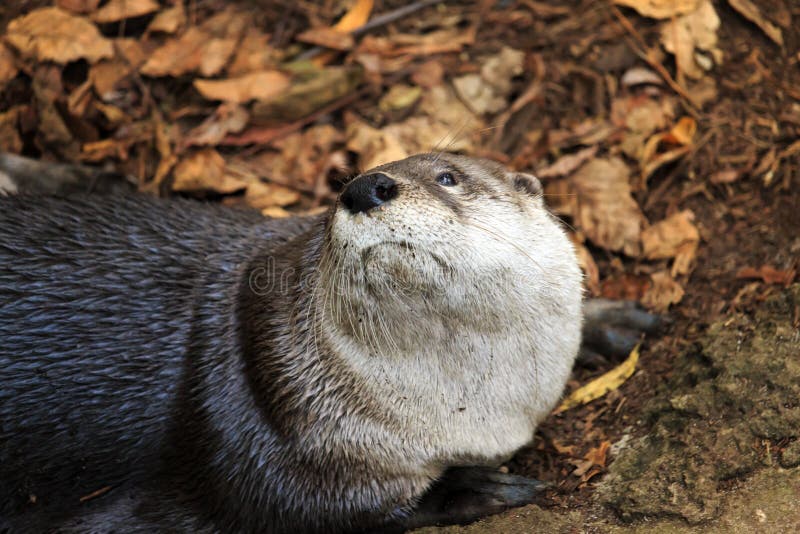 Curious Otter stock photo. Image of water, close, mammal - 101595920