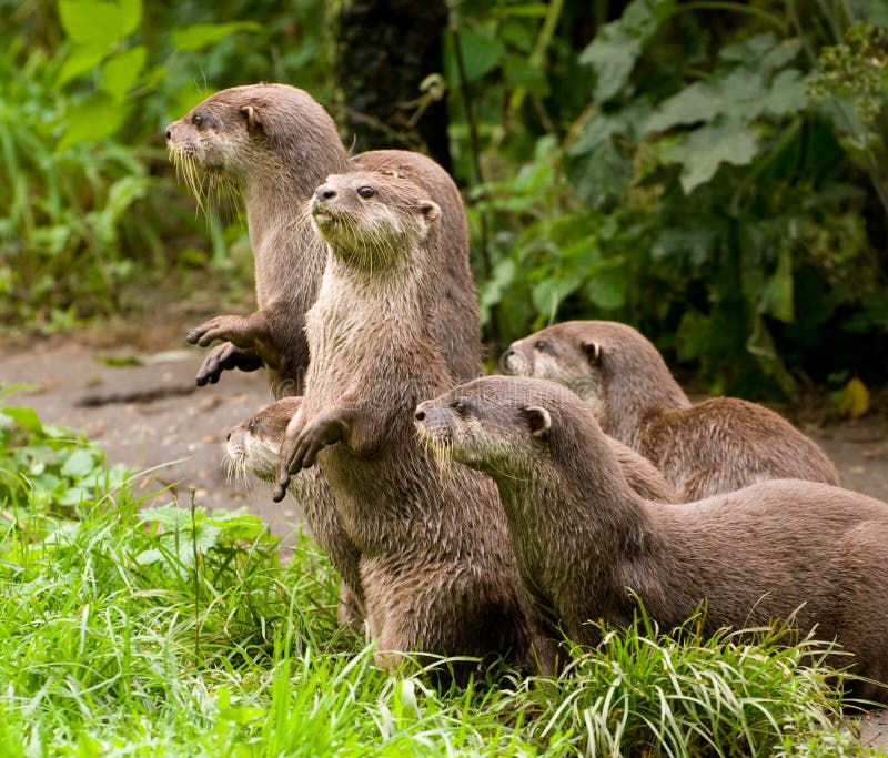 Curious Otters stock photo. Image of asian, otter, snout - 10818418