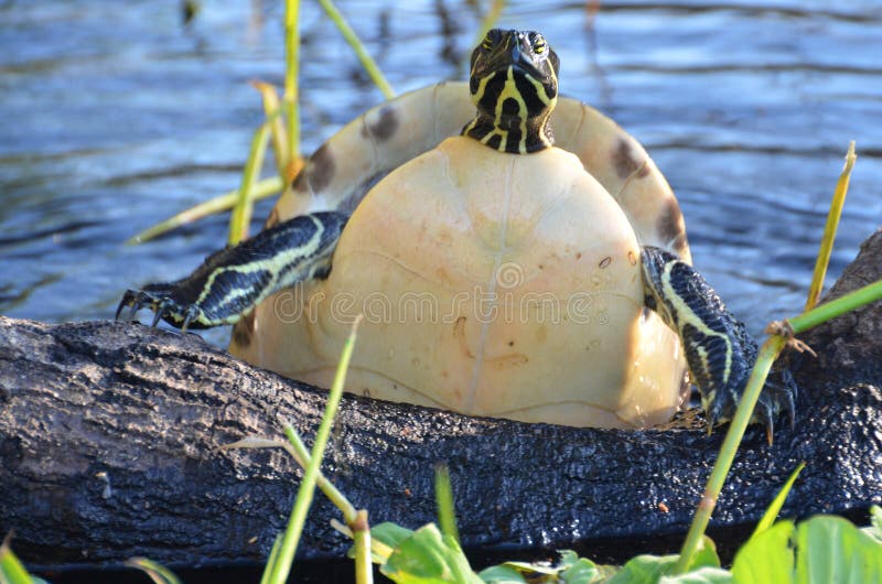 Curious painted turtle stock image. Image of stomach - 30667075