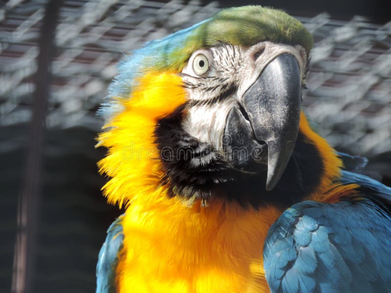 Curious parrot stock image. Image of animals, huge, blue - 57949169