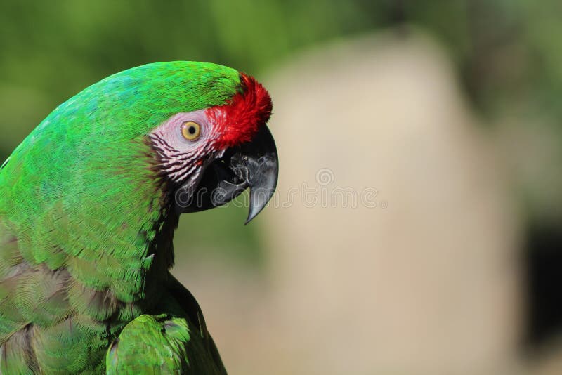 Curious Parrot stock photo. Image of talking, still, questioning - 57229056