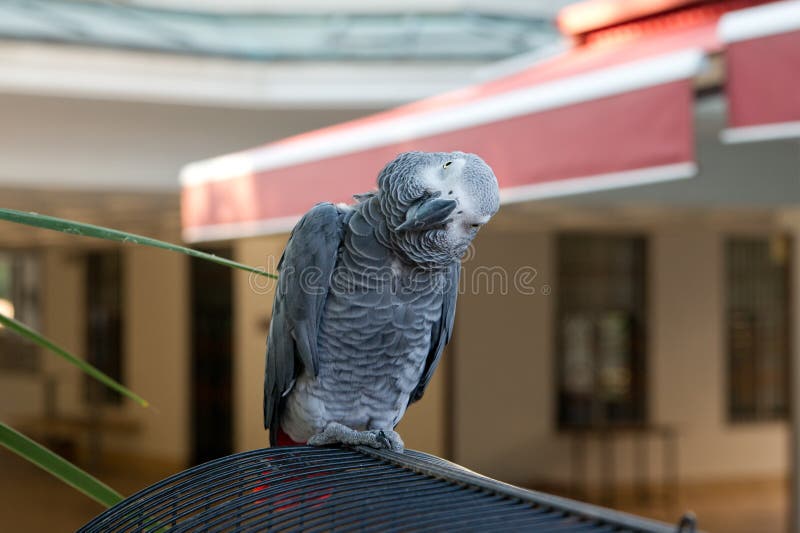 Curious parrot stock photo. Image of animal, turkey, wild - 65864278