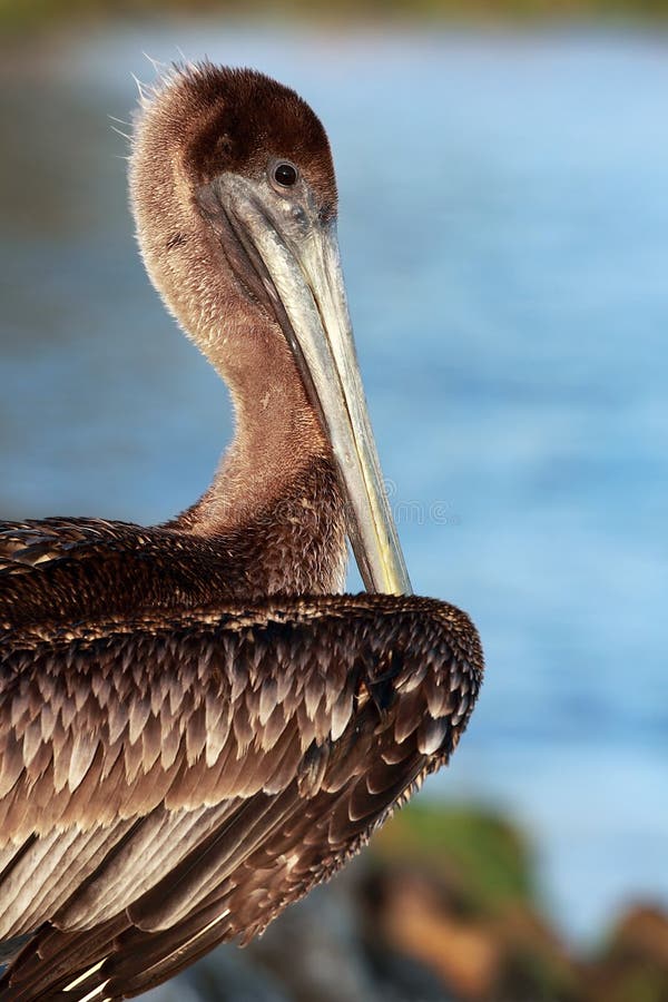 Curious Pelican stock photo. Image of pelican, nature - 13897510