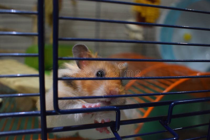 Curious Pet Long-haired Syrian Hamster Stock Image - Image of cage ...