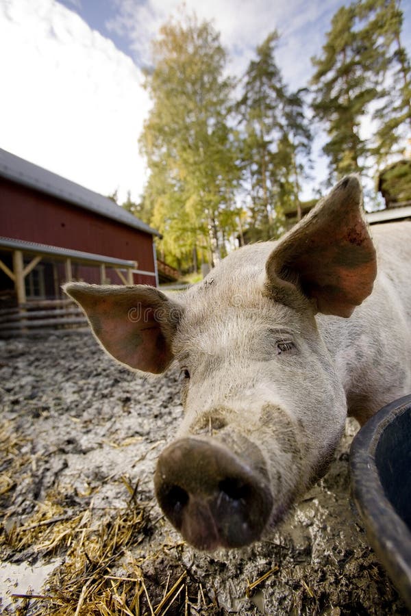 Curious Pig stock image. Image of funny, detail, nose - 6891755