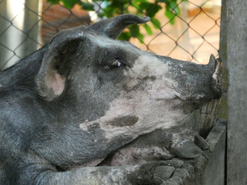 A Curious Pig on a Farm Looking from the Barn Stock Image - Image of ...