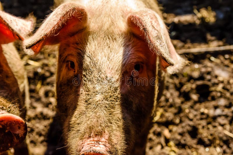 Curious Pig in a Pigpen at a Farmyard Stock Photo - Image of livestock ...