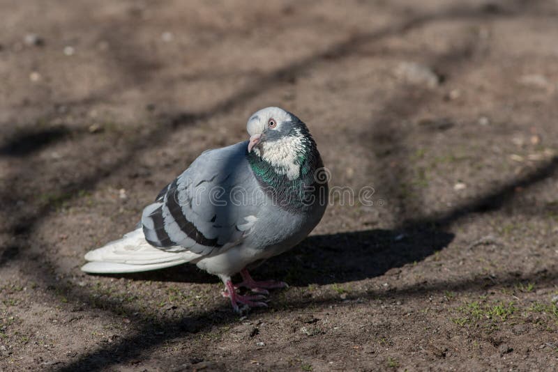 Pigeon on the ground stock image. Image of closeup, green - 160924379