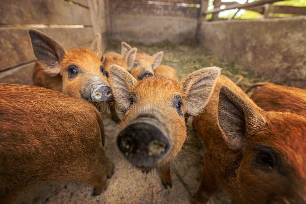 Curious piglets, close up stock image. Image of livestock - 324020659