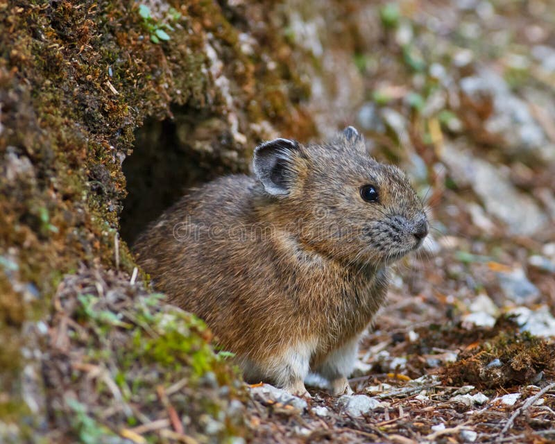 American Pika in Yellowstone National Park on Rocky Mountains. Stock ...
