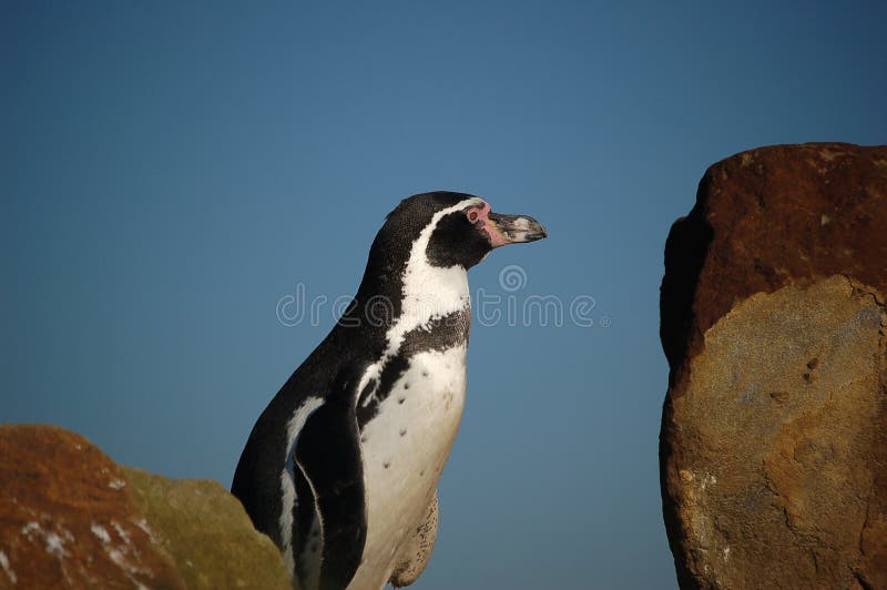 Cute penguin stock image. Image of bird, marine, conservation - 1385651
