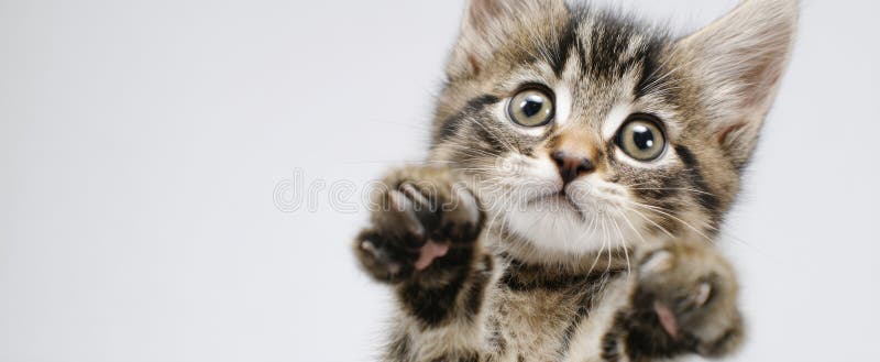 The Curious and Playful Kitten with Big Expressive Eyes Reaching Out ...