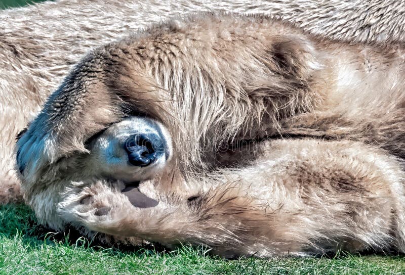 Curious Polar Bear Rolling Around in the Lush Grass of the Arctic ...