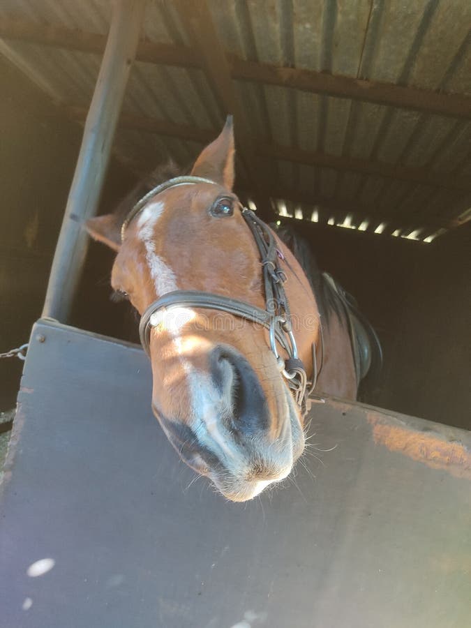 Curious Pony wanting food stock photo. Image of wing - 250905790