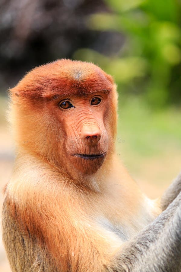 Curious Proboscis Monkey stock photo. Image of borneo - 43109882