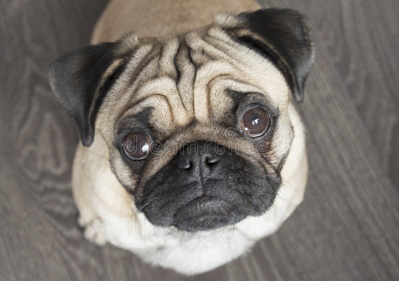 Curious pug stock photo. Image of curious, mopshond, small - 84667816