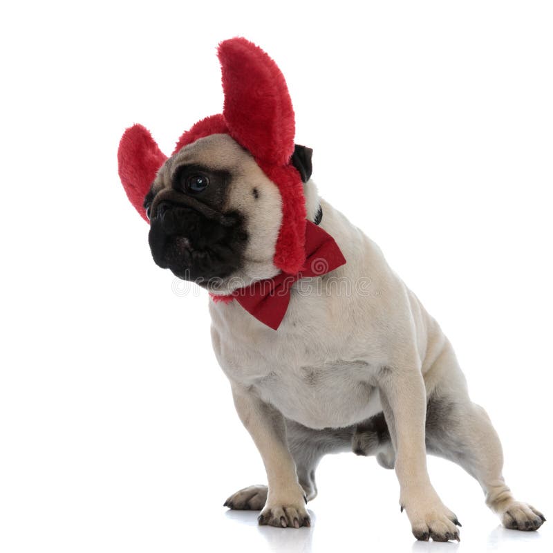 289 Devil Pug Stock Photos - Free & Royalty-Free Stock Photos from ...