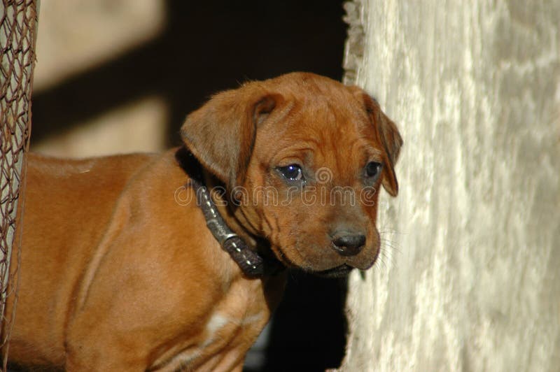 Curious puppy stock photo. Image of breed, garden, doggy - 2583026