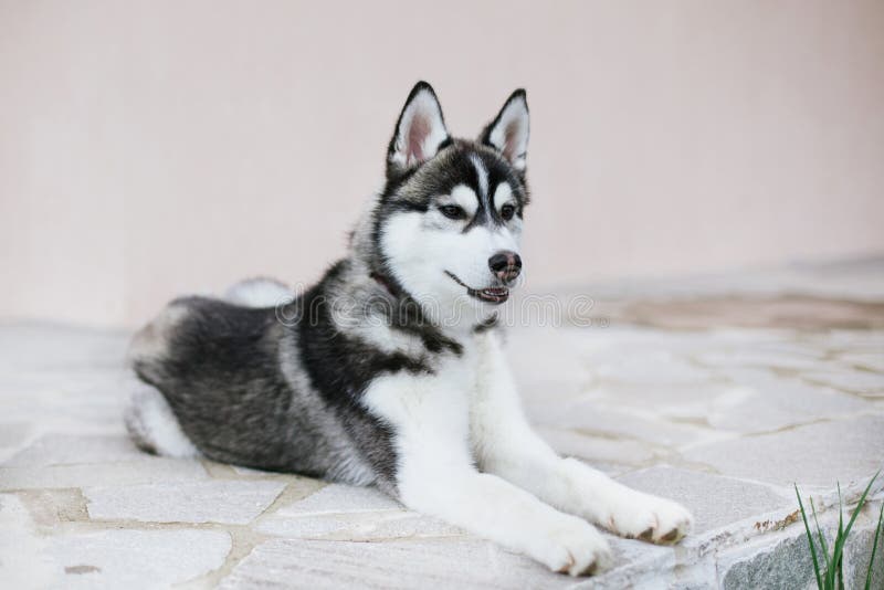 Puppy husky looking aside stock image. Image of outdoor - 114028175