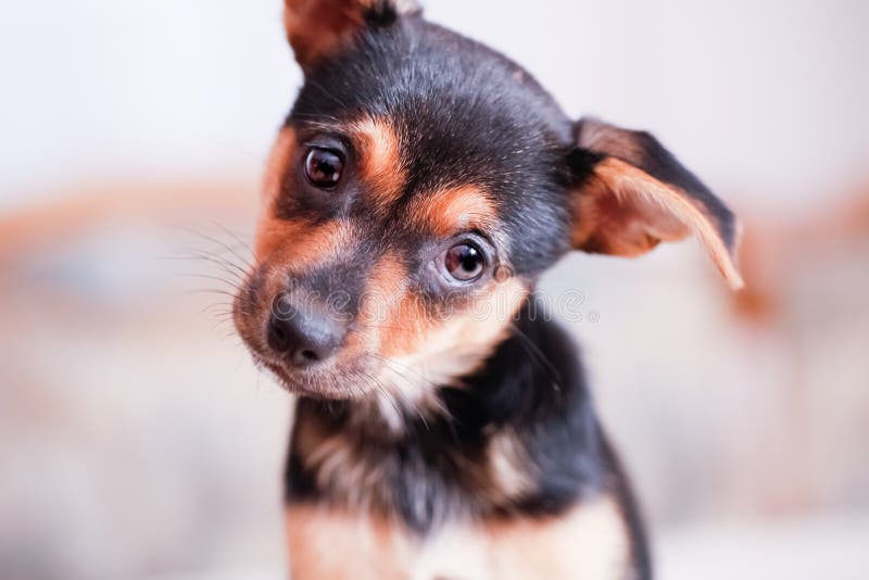 Curious Puppy Looks at the Camera with Its Head Tilted Stock Image ...