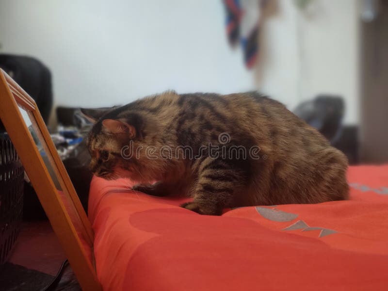 Curious Pussycat in Front of Mirror Stock Image - Image of pets, kitten ...