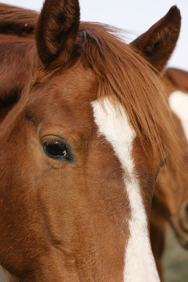 Curious Quarter Horse Head Closeup Stock Photo - Image of horse, close ...