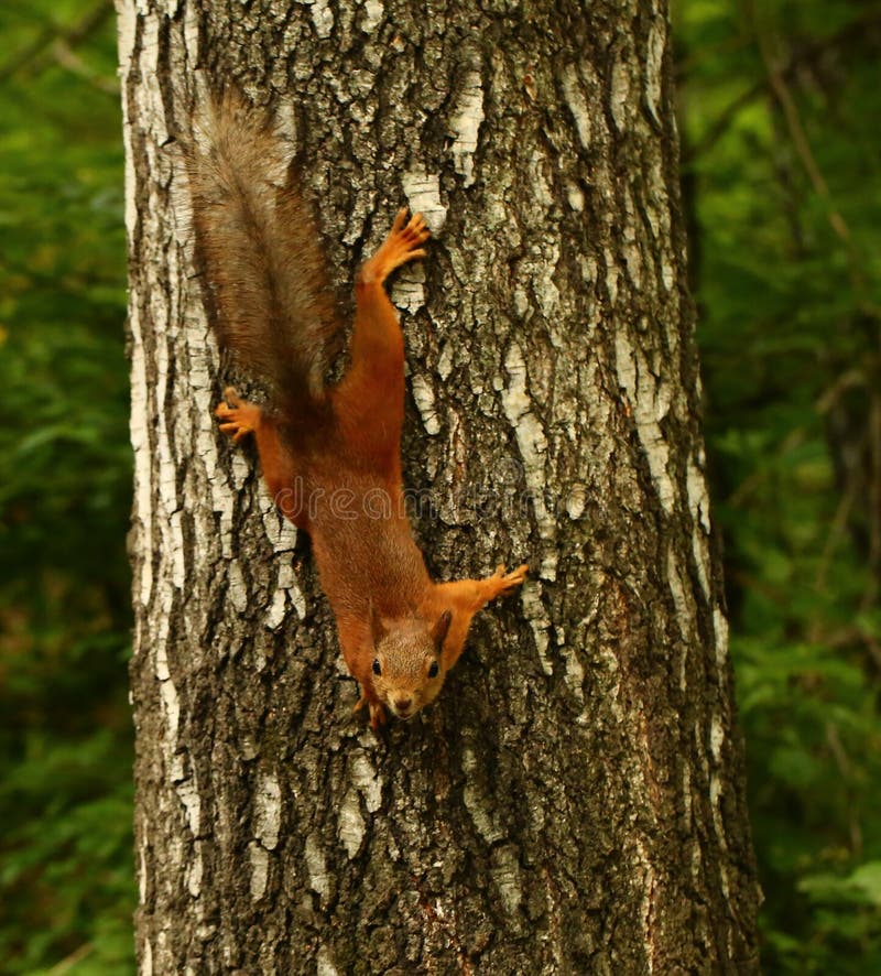 Curious quirrel stock photo. Image of funny, curious - 55314426