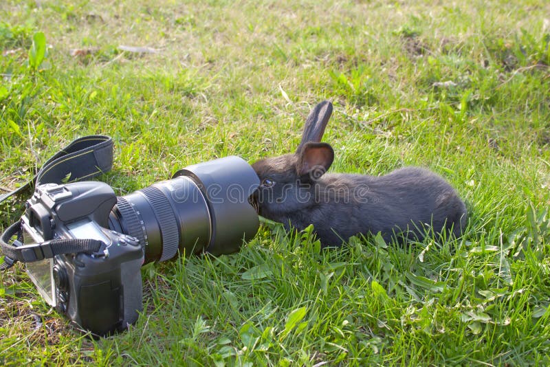 Curious Rabbit on the Capital Stock Image - Image of building, black ...