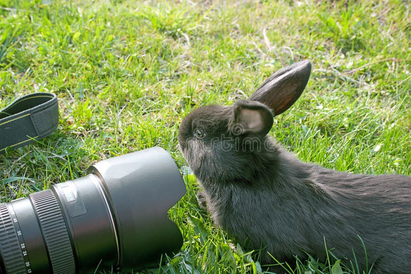 Curious Rabbit on the Capital Stock Image - Image of building, black ...