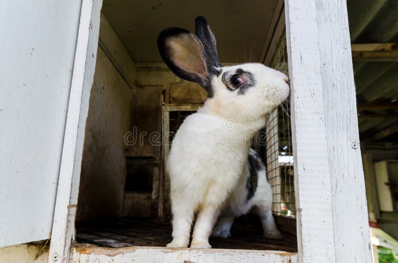 Curious rabbit face stock photo. Image of claws, mammal - 3543416