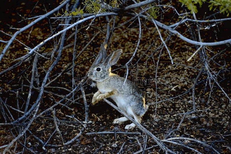 Curious Rabbit Leaning on Tree Limb Stock Image - Image of ears, green ...