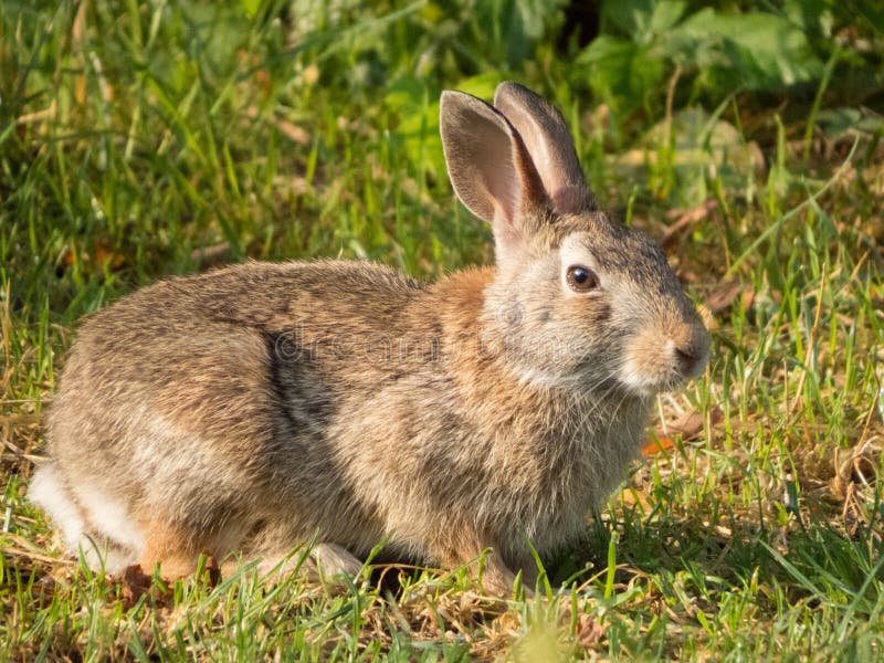 Curious rabbit face stock photo. Image of claws, mammal - 3543416