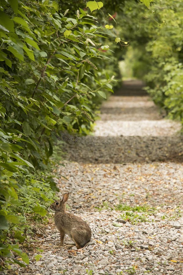 Curious Rabbit on the Capital Stock Image - Image of building, black ...