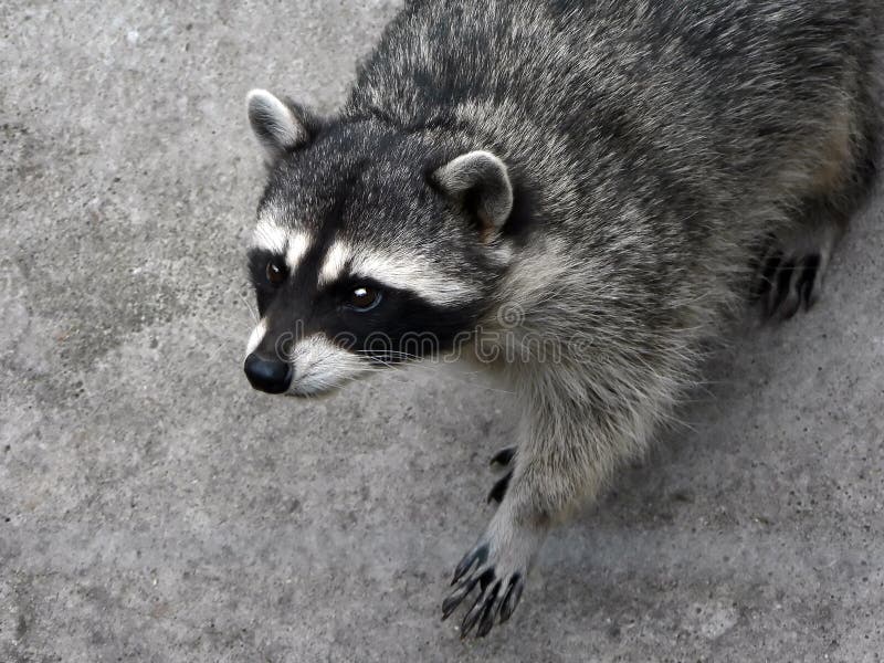 The curious raccoon. stock photo. Image of tree, claw - 2277970