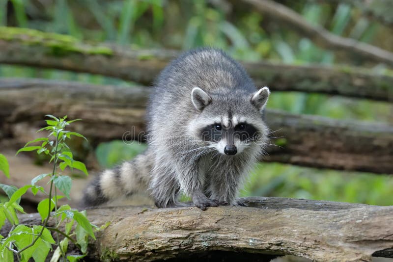 Curious raccoon stock photo. Image of procyon, cute - 180920236