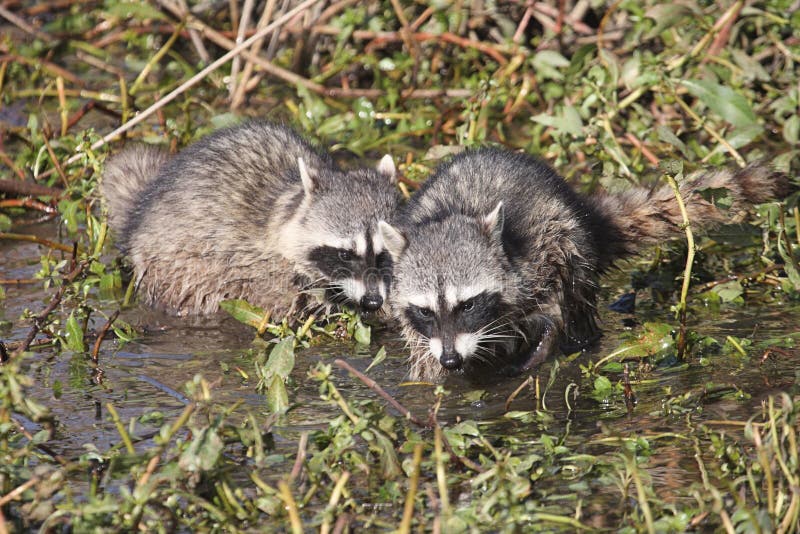 Curious Raccoons stock image. Image of mammal, wild, baby - 22631905