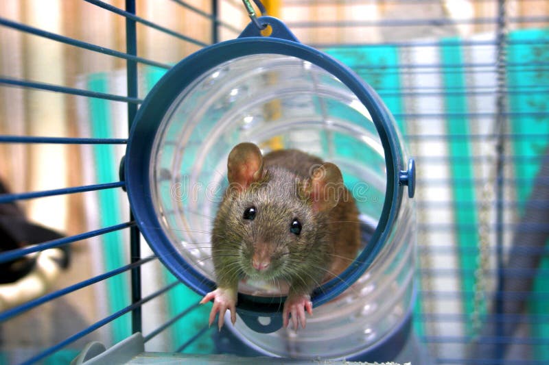 Curious rat stock image. Image of cute, look, macro, beige - 1667181