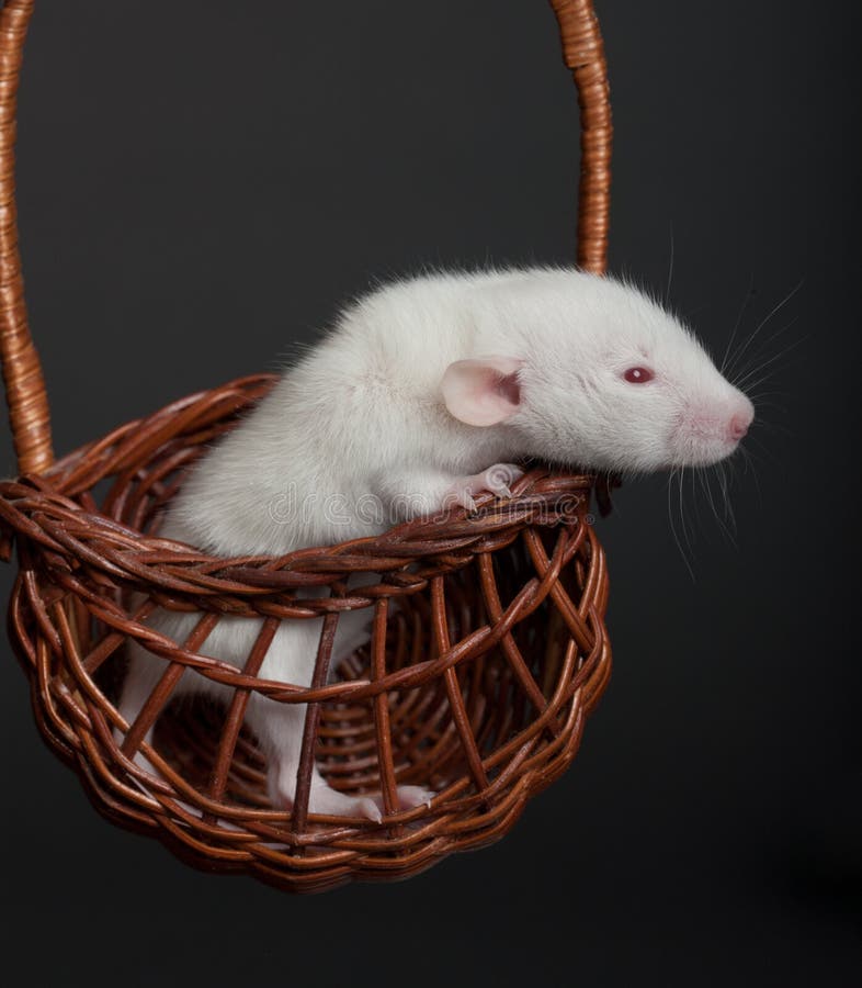Curious rat stock photo. Image of pets, small, young - 27832760