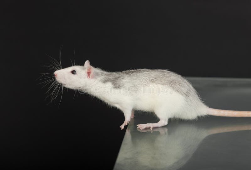 Curious rat stock photo. Image of white, tail, cute, reflection - 28245678