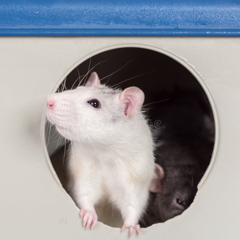 Curious rat in windows stock image. Image of mammals - 69323895