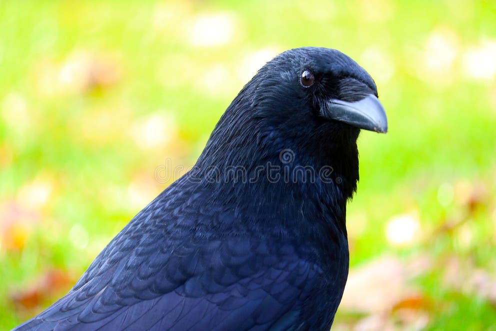 Curious Looking Raven Sitting on a Green Meadow Stock Photo - Image of ...