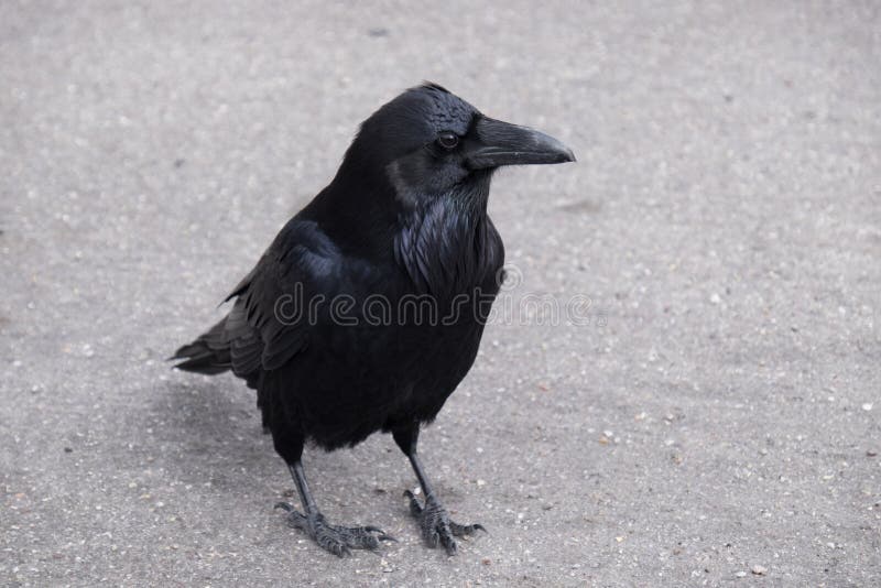A Curious Raven Walking on Snow Stock Photo - Image of attitude, corax ...