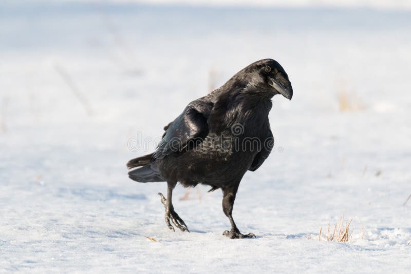 A Curious Raven Walking on Snow Stock Photo - Image of attitude, corax ...