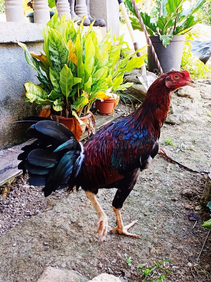 Curious Red and Black Colored Chicken Looking at the Camera Stock Photo ...