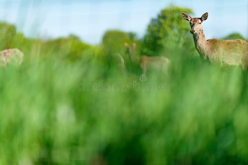 Curious Red Deer Does Behind Bushes during Spring. Stock Image - Image ...