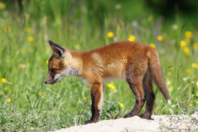 Curious red fox stock image. Image of natural, forest - 73734685